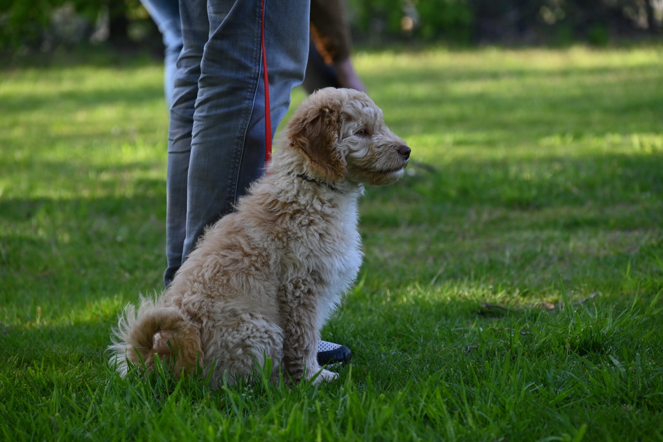 Basistraining (vanaf 25 weken) - Dogs-Time